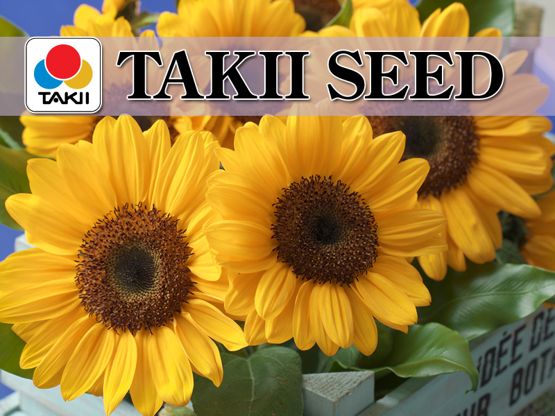 Local Cut Flower Farmers | Association of Specialty Cut Flower Growers